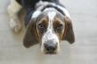 10 Dog Breeds That Fart The Most - iHeartDogs.com