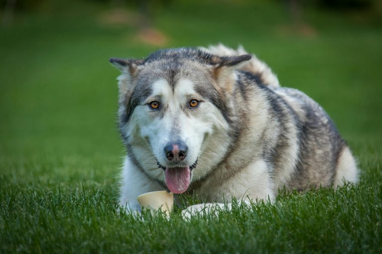 10 Dog Breeds That Love to Dig the Most - iHeartDogs.com