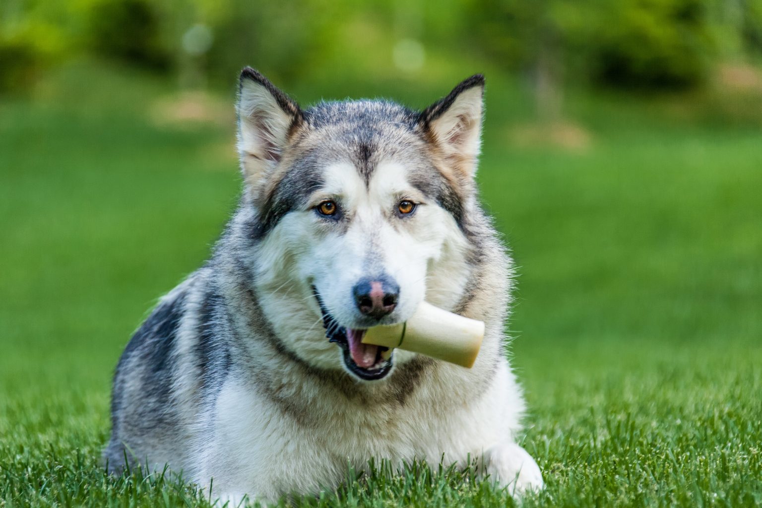 10 Dog Breeds with the Most Powerful Sense of Hearing - iHeartDogs.com