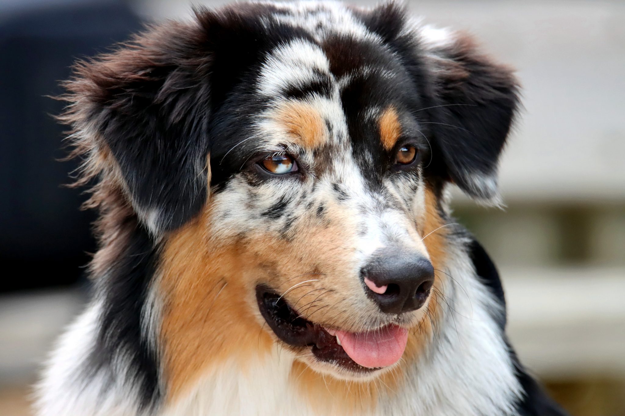 10 Dog Breeds With The Most Expressive Eyes - iHeartDogs.com
