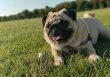 12 Dog Breeds That Are Adorably Clumsy and Awkward - iHeartDogs.com