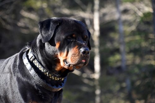 10 Dog Breeds Known for Their Exceptional Memory - iHeartDogs.com