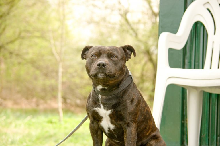 How to Clean a Staffordshire Bull Terrier's Ears