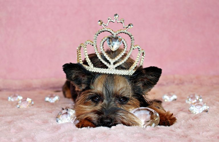 10 Dog Breeds That Are Total Divas - iHeartDogs.com
