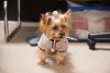 The 15 Most Clingy Dog Breeds On The Planet - iHeartDogs.com
