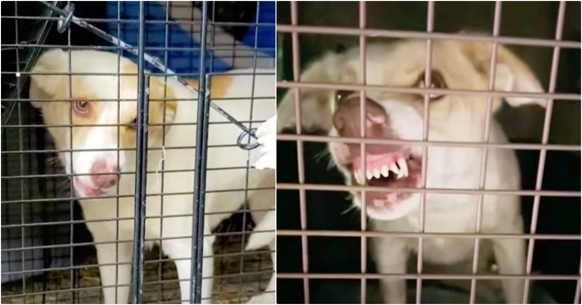 Dog That Snarls And Snaps At Anyone Joins Firm Unyielding Woman ...
