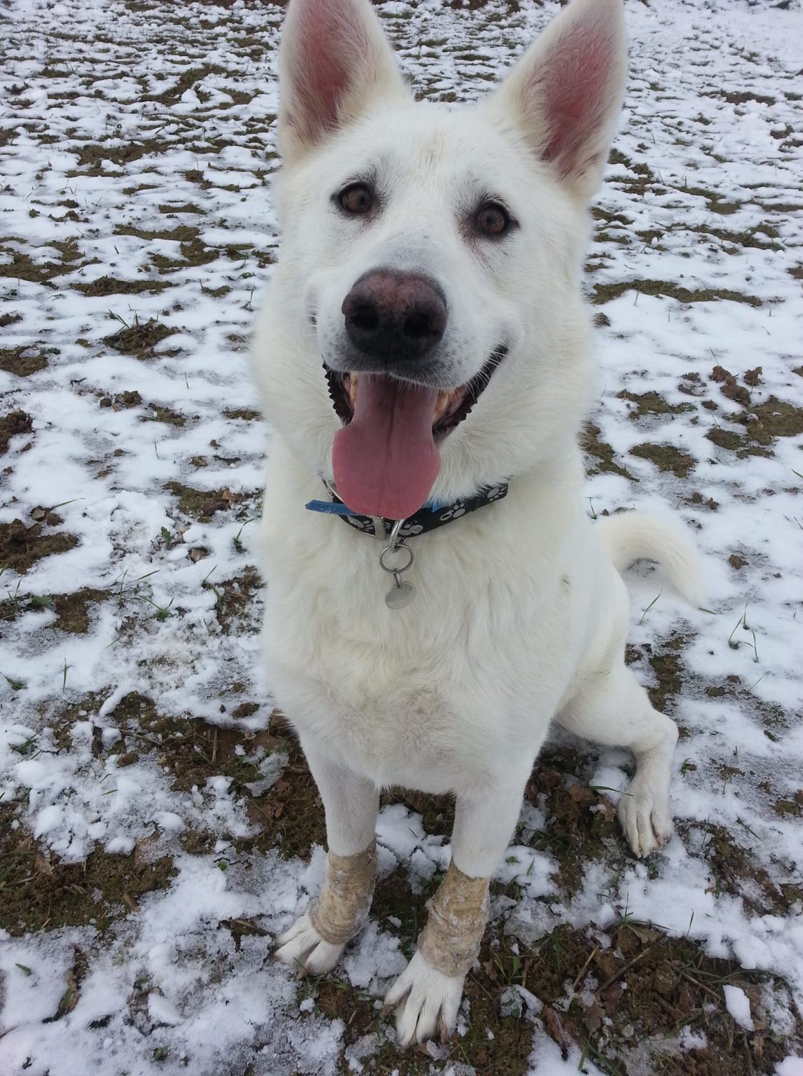 German Shepherd Husky Mix (Gerberian Shepsky) Pics & Info - iHeartDogs.com