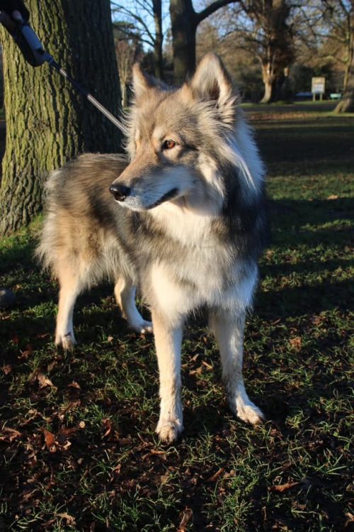 German Shepherd Husky Mix (Gerberian Shepsky) Pics & Info - iHeartDogs.com