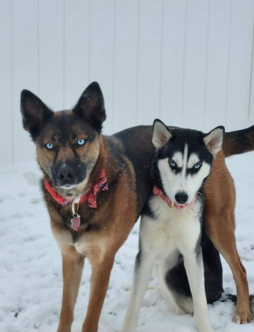 German Shepherd Husky Mix (Gerberian Shepsky) Pics & Info - iHeartDogs.com