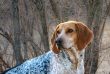 7 Dog Breeds That Have Extra Toes And What It Means - iHeartDogs.com