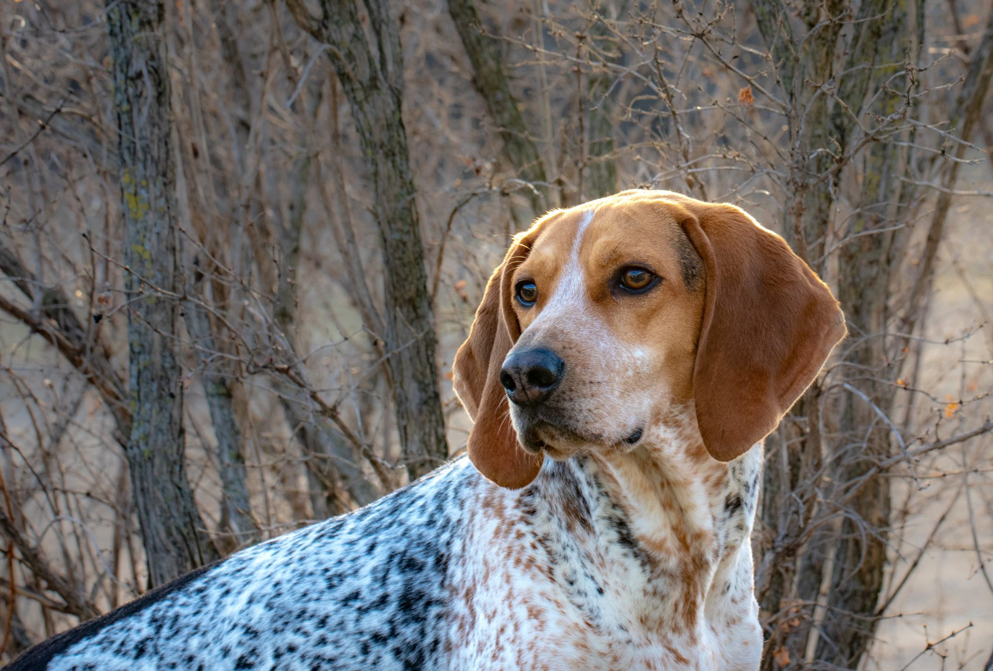 7 Dog Breeds That Have Extra Toes And What It Means - iHeartDogs.com