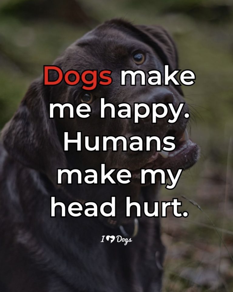 19 Quotes about Dogs That Will Make You Laugh, Cry, & Reminisce ...