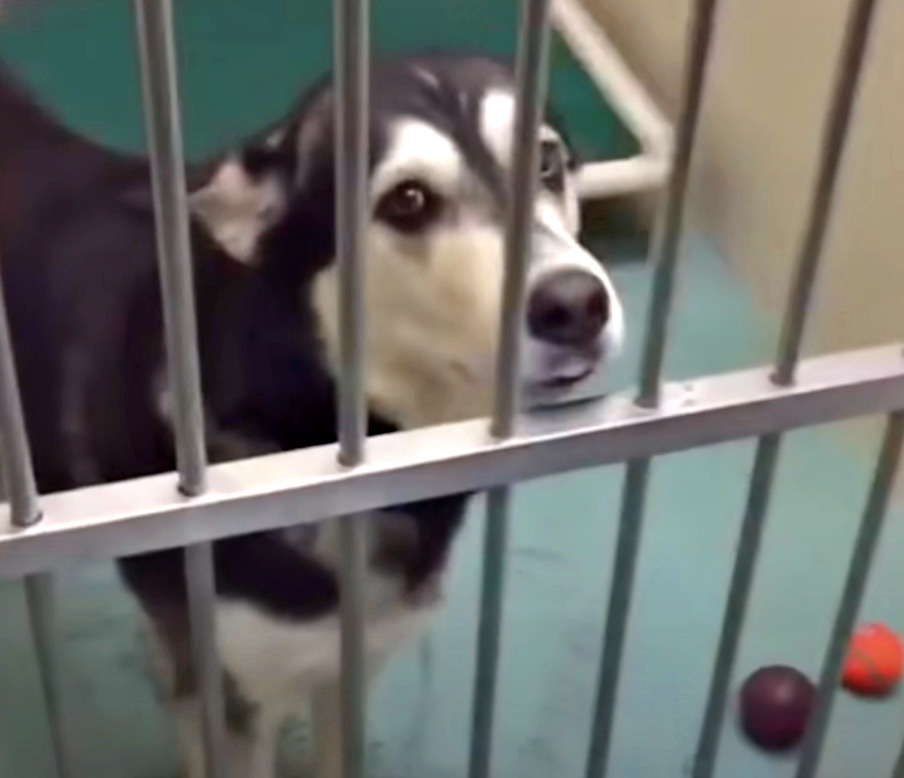 When Shelter Dog Chooses Dad And Crashes Through Gates To Get To Him ...