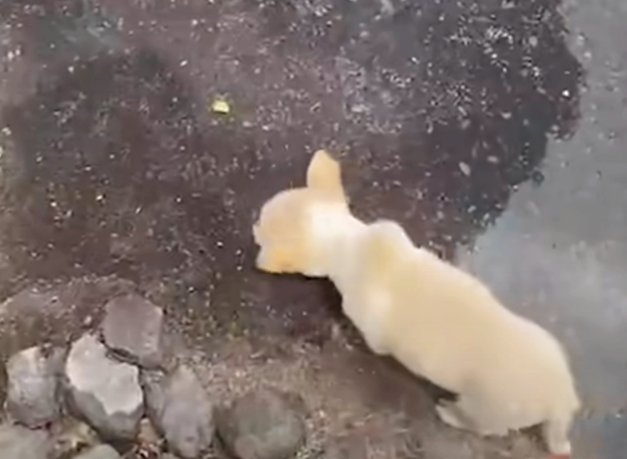 While Thrown-Out Pup Drinks From Puddle Guy Hurries Over - iHeartDogs.com