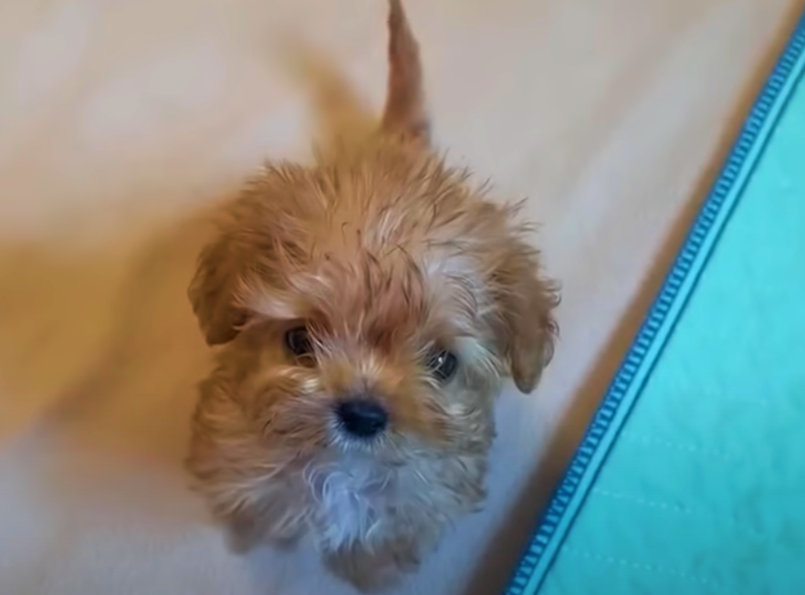 Woman Intervenes To Improve Tiny Life Of 6-oz Cavapoo - iHeartDogs.com