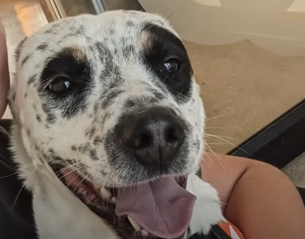 After 500-Day Shelter Stint, Abused Dog Has Something To Smile About ...