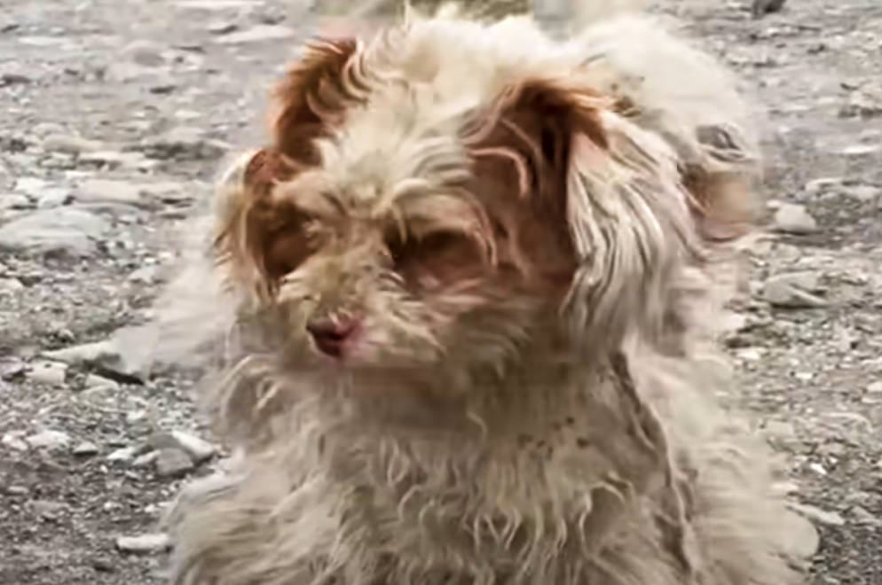 Woman Noticed Matted Dog Protecting Himself From Those Who Wronged Him ...
