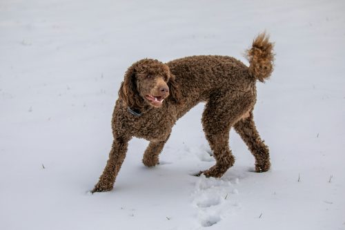 12 Dog Breeds Most Prone to Cancer - iHeartDogs.com