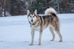 7 Alaskan Dog Breeds - iHeartDogs.com