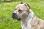 10 Dog Breeds Similar to Pit Bulls - iHeartDogs.com