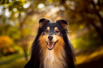Collie Lifespan - What to Expect & How to Help a Collie Live Longer ...