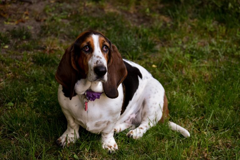 12 Best "Couch Potato" Dog Breeds - iHeartDogs.com