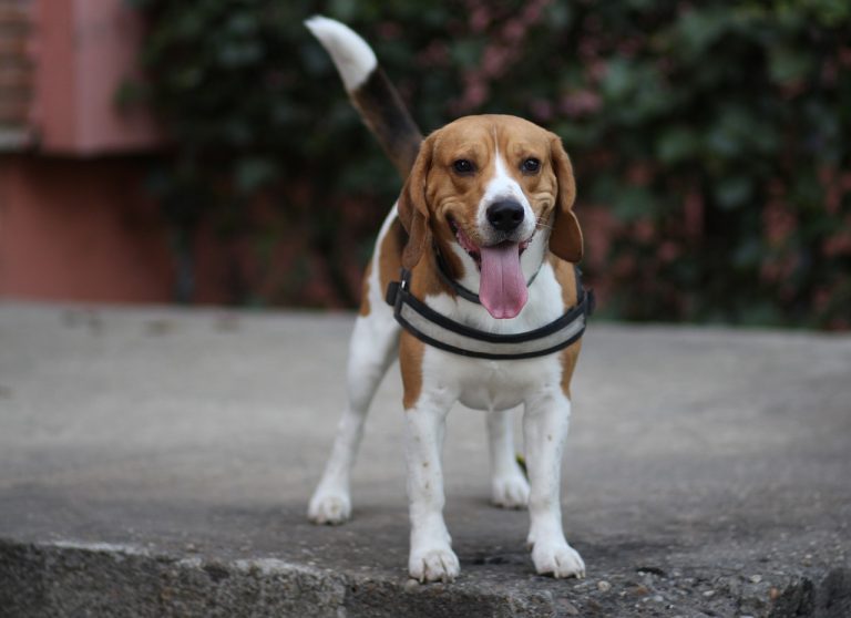 10 Dog Breeds With Extraordinary Sensory Abilities - iHeartDogs.com