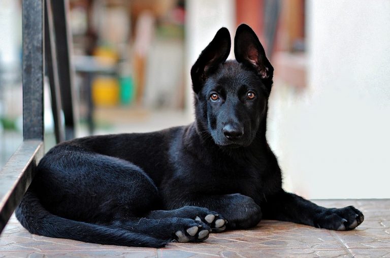12 Stunning Black Dog Breeds - iHeartDogs.com