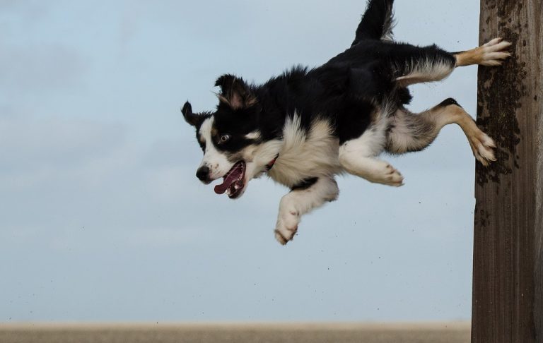 7 Dog Breeds with Unexpected Superpowers - iHeartDogs.com