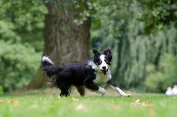 The 10 Most Wild & Crazy Dog Breeds - iHeartDogs.com