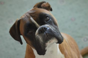 10 Dog Breeds That Look Like They're Always Smiling - iHeartDogs.com