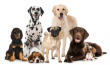 Ultimate Guide to 200+ Dog Breeds