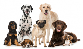 Ultimate Guide to 200+ Dog Breeds