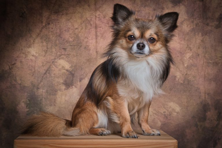 8 Short-Haired Small Dog Breeds - iHeartDogs.com
