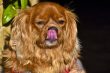 Cocker Spaniel Lifespan - What to Expect & How to Help a Cocker Spaniel ...