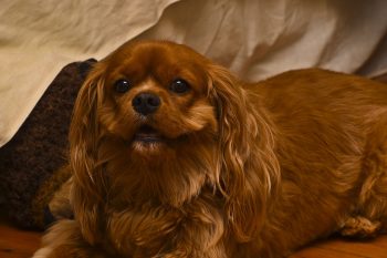 12 Dog Breeds Most Prone to Cancer - iHeartDogs.com