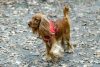 The 15 Most Clingy Dog Breeds On The Planet - iHeartDogs.com