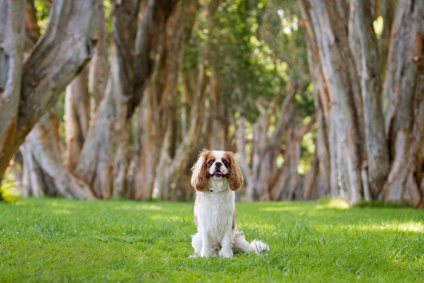 The History and Origin of the Cavalier: A Comprehensive Look ...