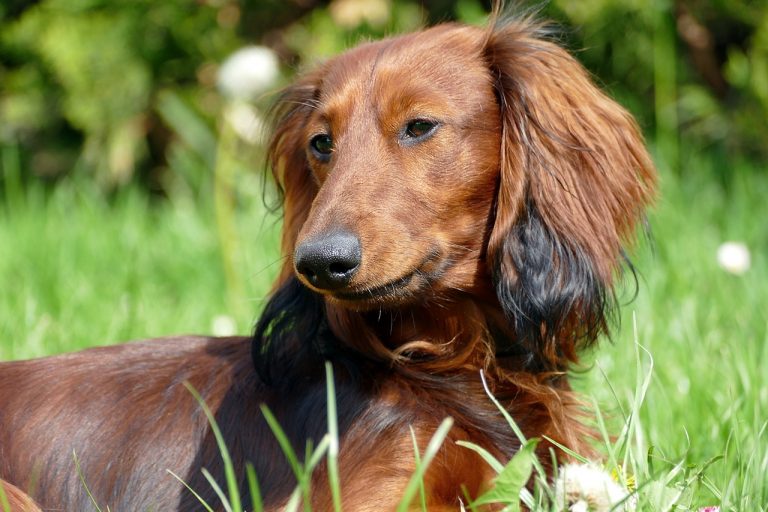 Top 7 Red Dog Breeds - iHeartDogs.com