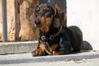 The 15 Most Clingy Dog Breeds On The Planet - iHeartDogs.com