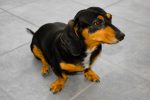 12 Most Colorful Dog Breeds: We Countdown The Dogs With Vibrant Coats