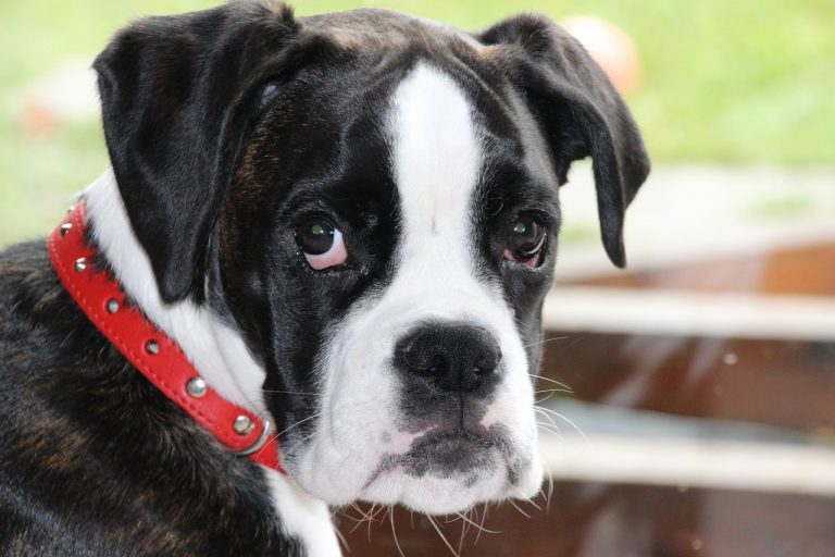 The Best 20 Dog Breeds for First-Time Owners - iHeartDogs.com