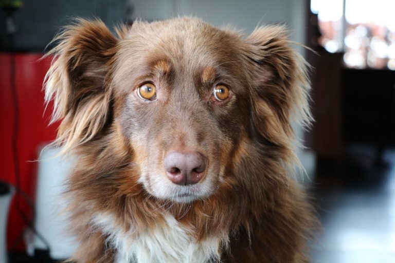 The History and Origin of the Australian Shepherd: A Comprehensive Look ...