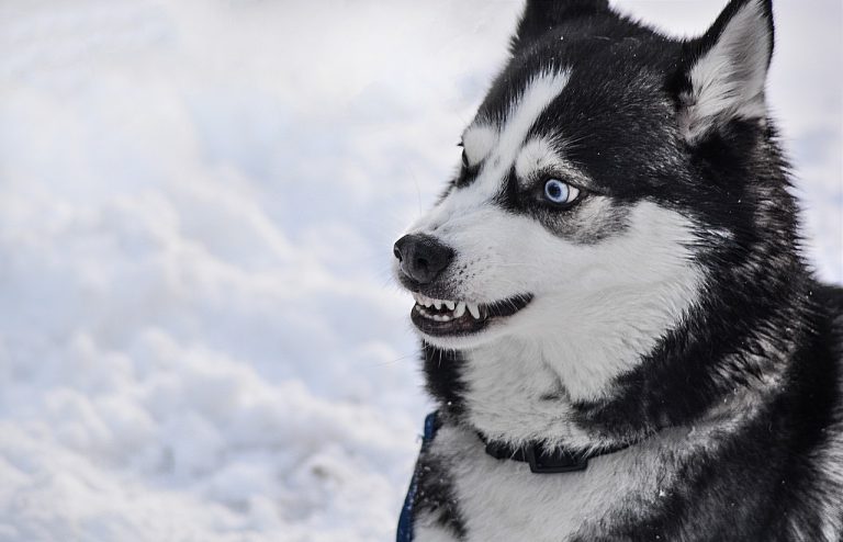 The 10 Most Wild & Crazy Dog Breeds - iHeartDogs.com