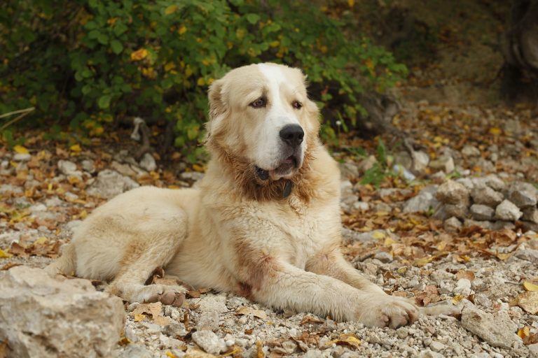 10 Best Livestock Guardian Dog Breeds - iHeartDogs.com