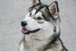 The History and Origin of the Alaskan Malamute: A Comprehensive Look