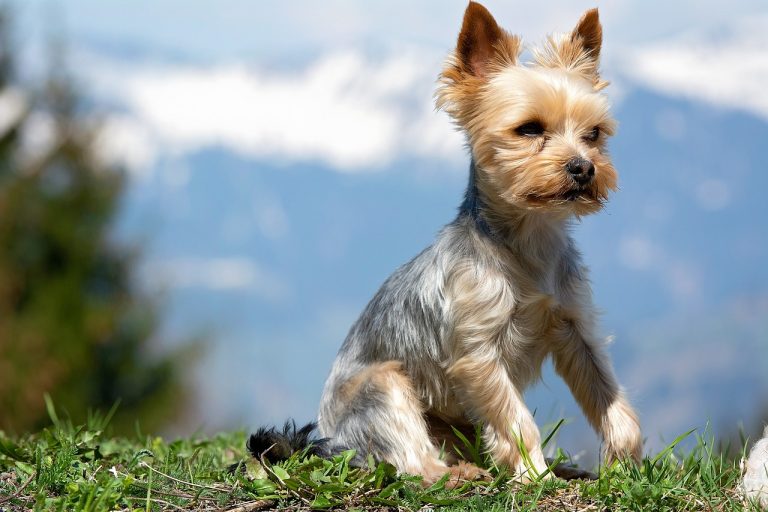 10 Dog Breeds Similar to Yorkies - iHeartDogs.com