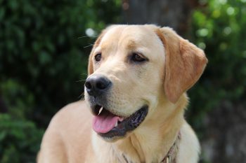 12 Dog Breeds Most Devoted to Their Humans - iHeartDogs.com