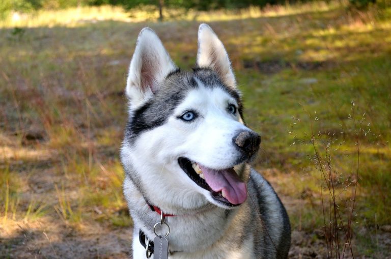 10 Dog Breeds Similar to Huskies - iHeartDogs.com