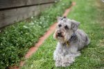 8 Most Affordable Dog Breeds - iHeartDogs.com